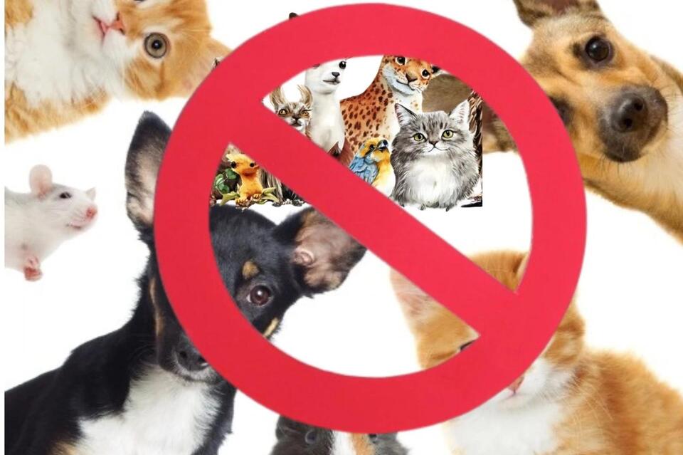 New Yorkers Who Own These Animals Face Serious Trouble - NewsBreak