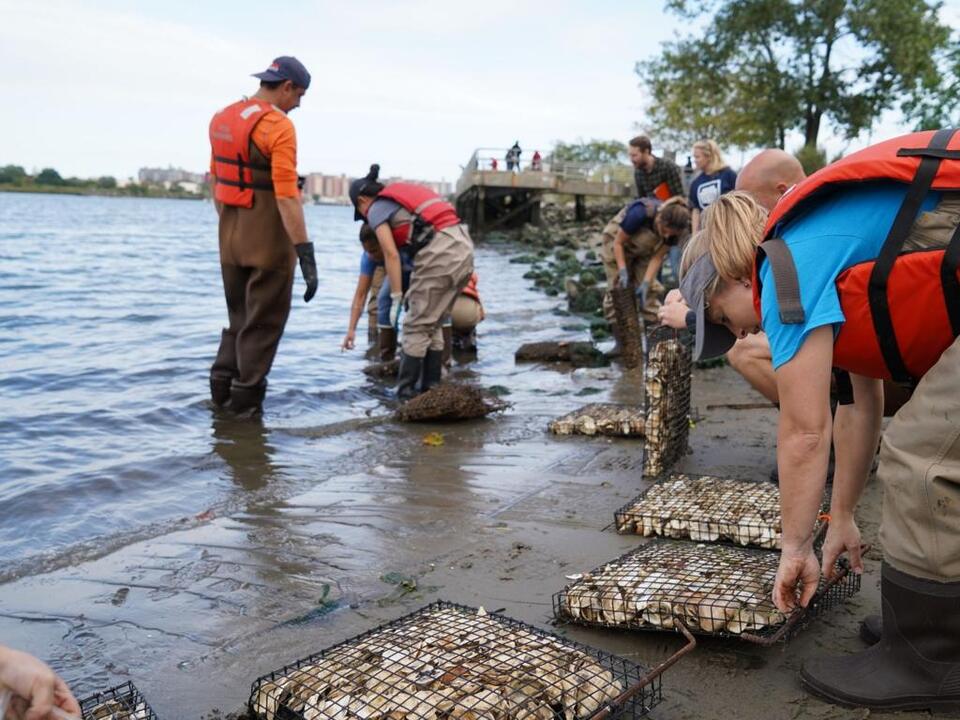 Oyster restoration efforts key to cleaner NYC shores