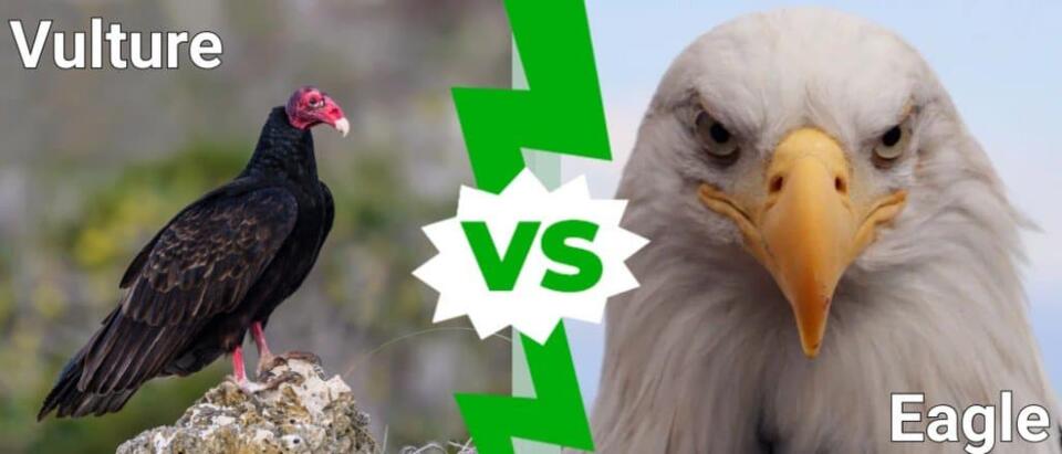 Vulture vs Eagle: Key Differences Explained - NewsBreak