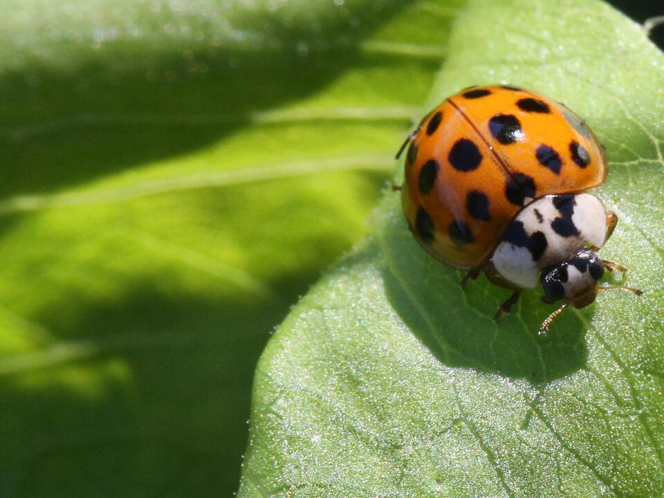 Decades after they were introduced, Asian lady beetles now crowd out ...