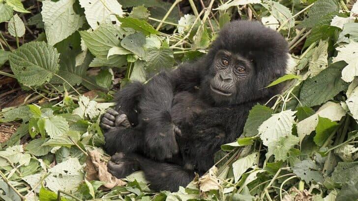 10 Famous Monkeys in Pop Culture and Science - NewsBreak