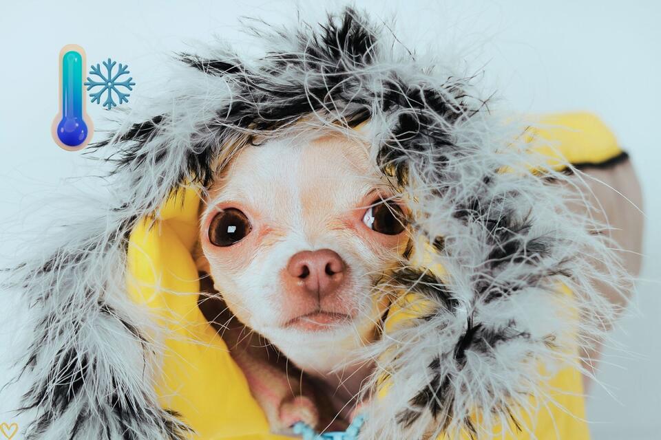 Keep Your Pets Safe This Winter With These Expert Tips - NewsBreak