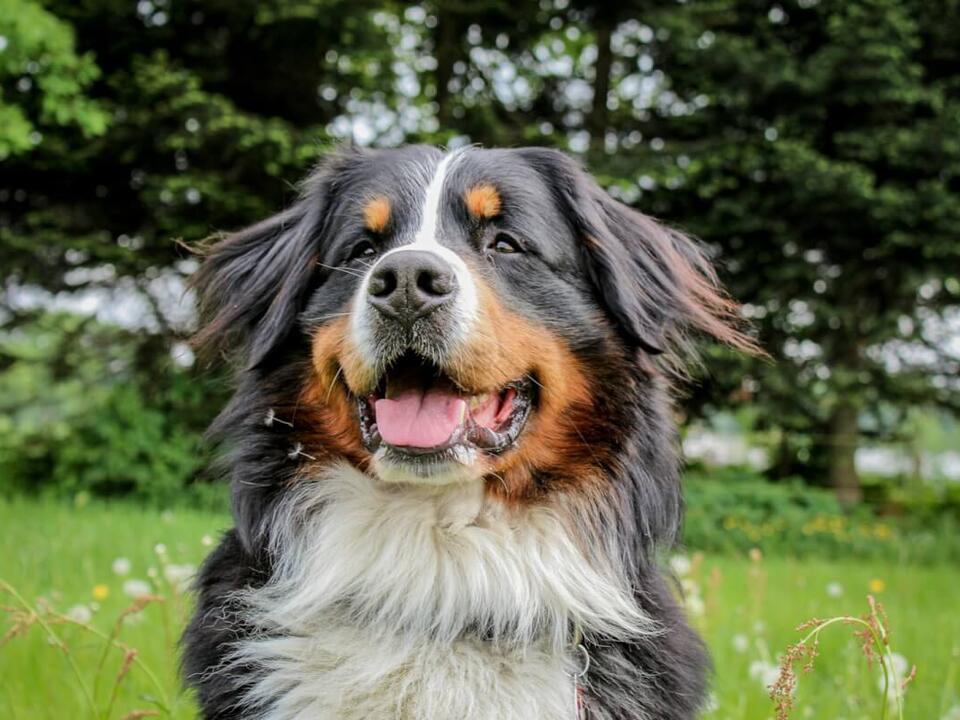 The 7 Most Well-Behaved Dog Breeds, According To Experts