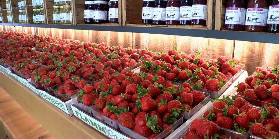 Strawberry season underway at Flamm Orchards - NewsBreak