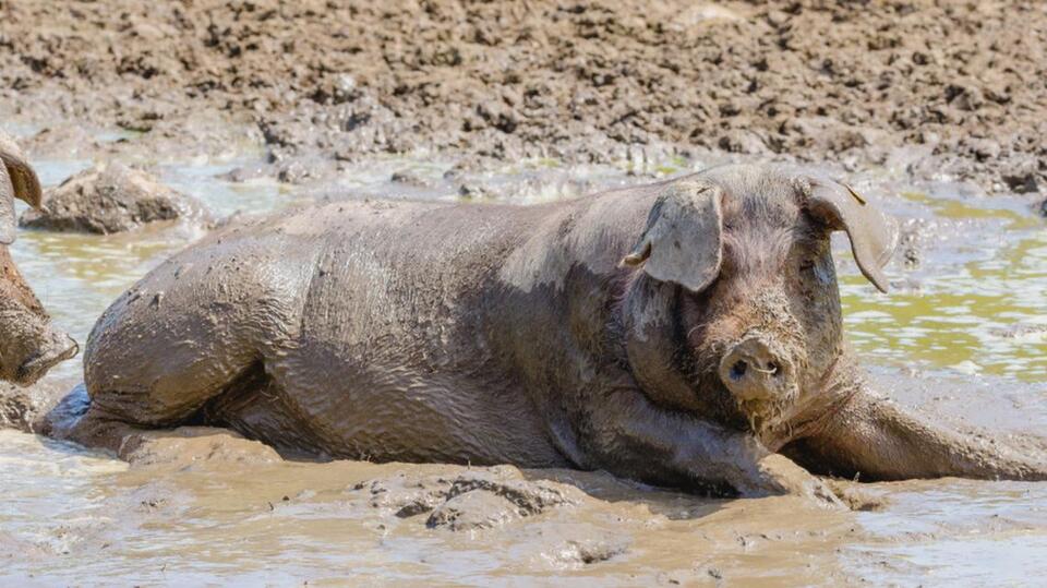 Little Girls Giving Their Pet Pig a ‘Spa Day' Are Too Cute To Resist ...
