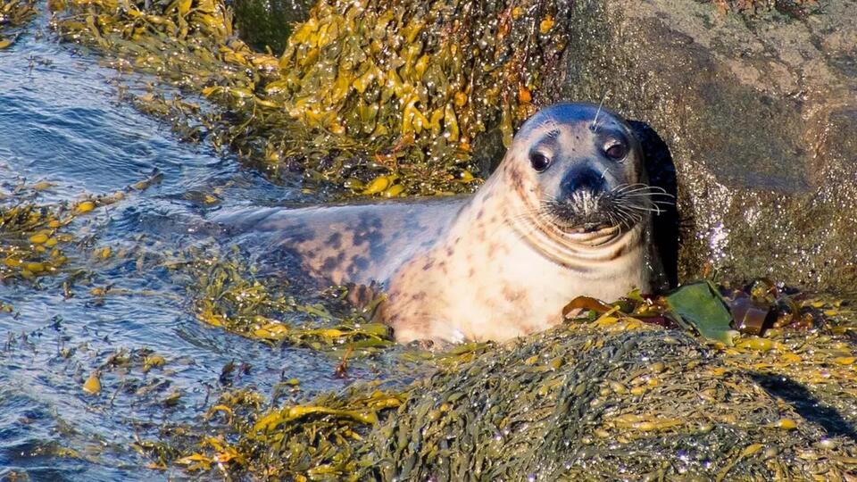 Rescuers stunned after examining the cause of death of a seal found on ...