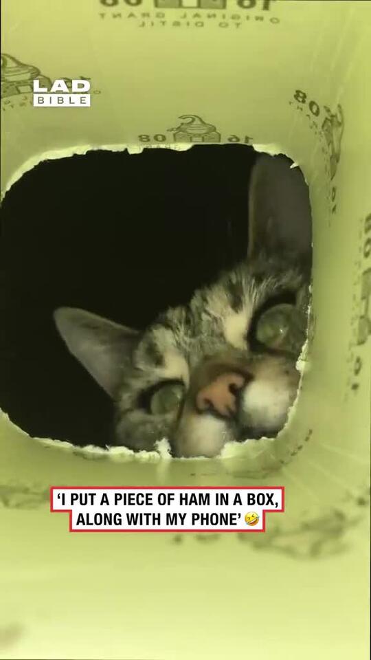 What the last pringle sees ViralHog ladbible catsof funnyvideos ...