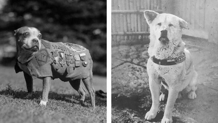 These Famous Animals Changed the Course of History - NewsBreak