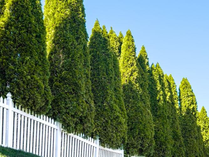 15 Fast-Growing Conifers for Creating Year-Round Privacy and Drama—Quickly