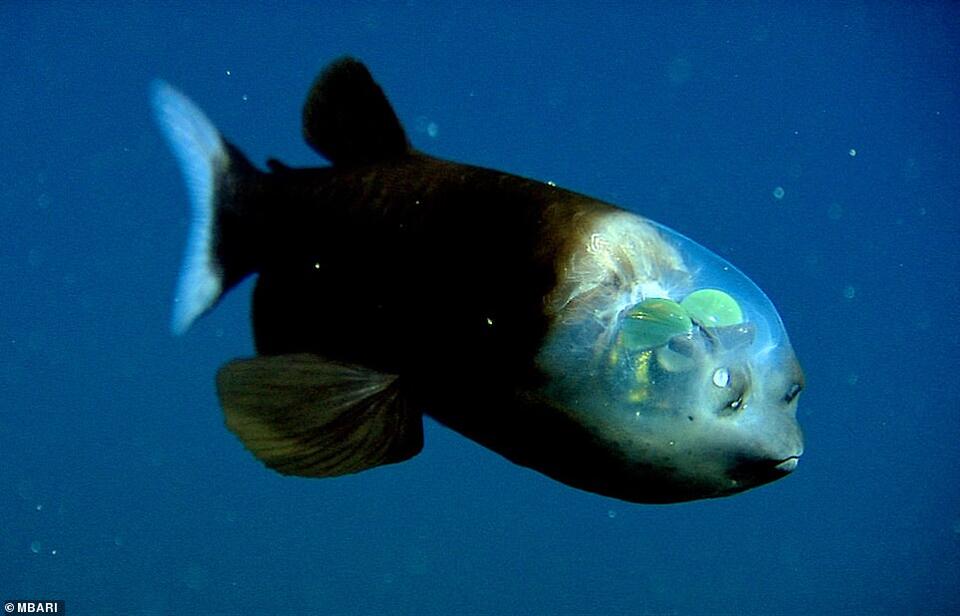 Rare alien-like fish with a translucent head that exposes its glowing ...