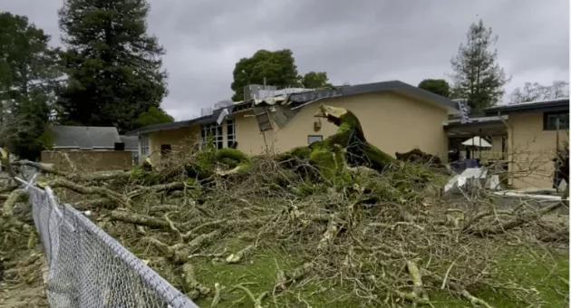 Fallen Tree Damages Building At Steele Lane Elementary - NewsBreak
