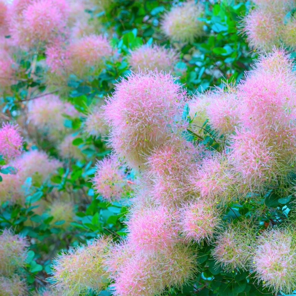 This Knockout Native Gives Dreamy Clouds of Color and Year Round Beauty ...