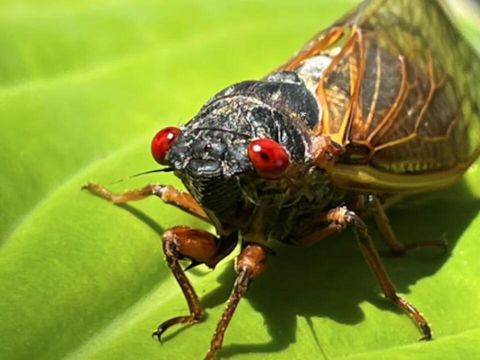 The buzz of cicadas is deafening. When will they go away?