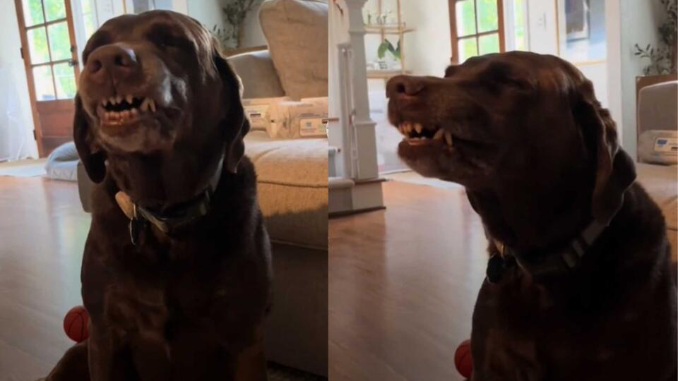 Dog Flashes Guilty Grin as Owner Catches Them in Viral Video - NewsBreak