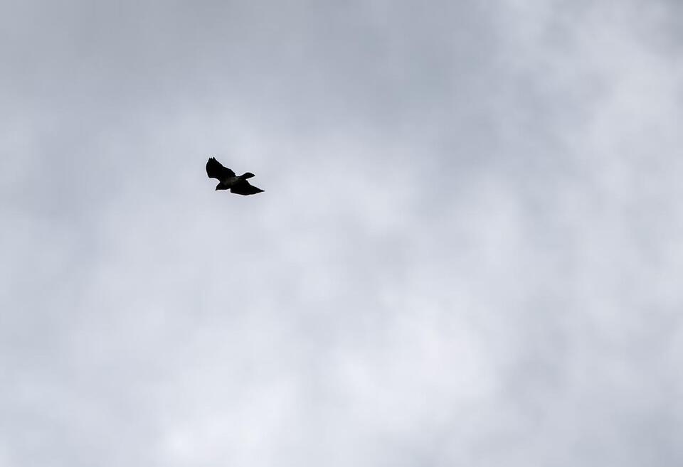 Broad-winged hawks migration 2025: Where to see these raptors in ...