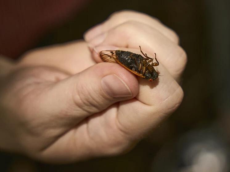 Where are all the St. Louis cicadas? Bug experts want your help to find out