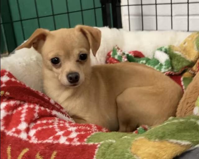🐶 Playful, Gentle & Loyal Dogs Ready for Adoption in Huntsville - NewsBreak