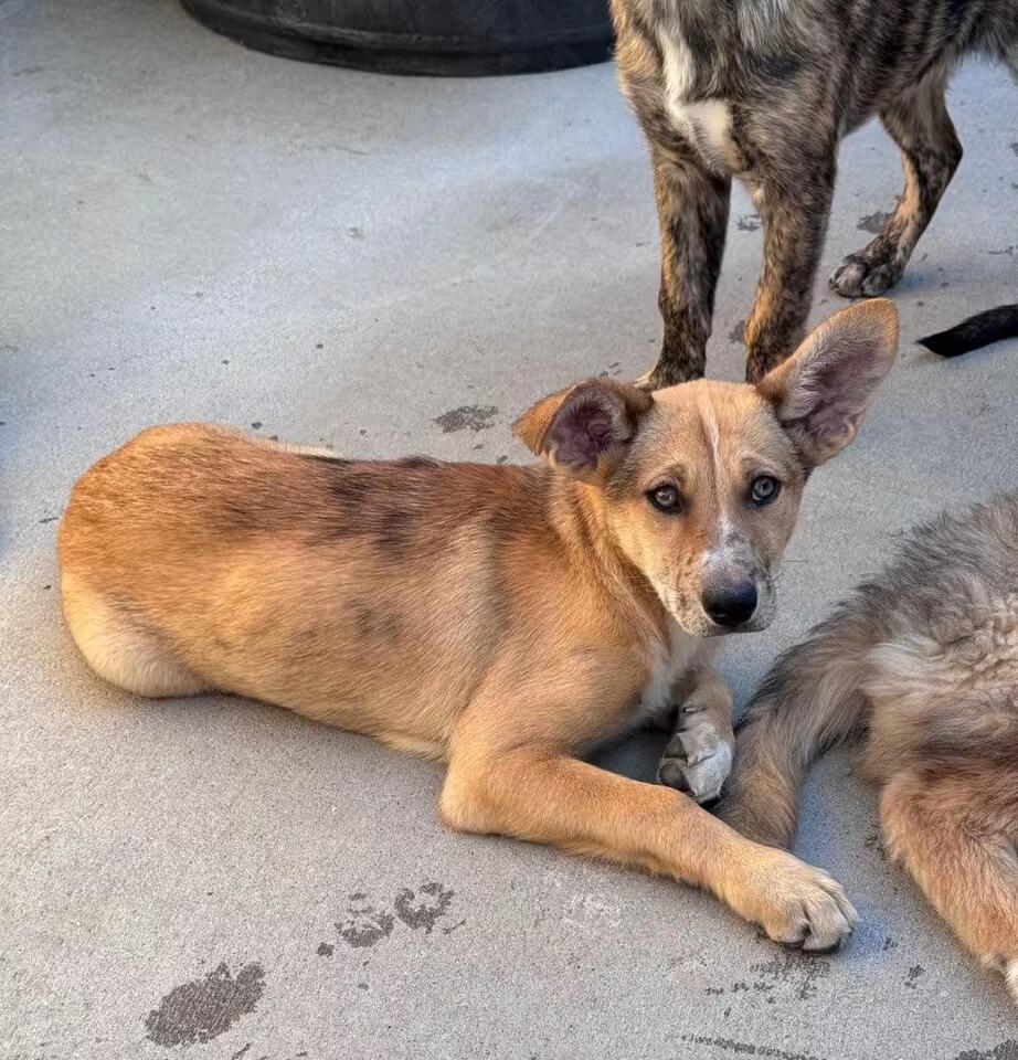 🐶 Playful & Loyal Dogs Ready for Adoption in Fort Lupton - NewsBreak