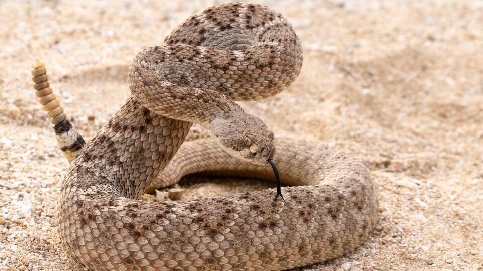 Rattlesnakes are in nearly every state—here are the 4 exceptions ...