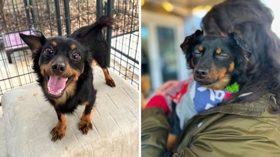 Meet The Friendly Little 8lb Dog Looking For Love - NewsBreak