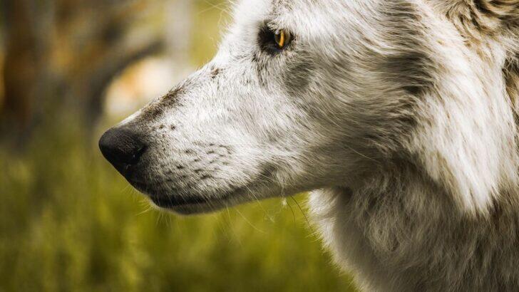 The Real Story: How Wolves Changed Yellowstone’s Entire Ecosystem ...