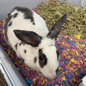 Meet Skye The Rabbit, The Iowa And Illinois Pet Of The Week - NewsBreak
