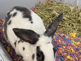 Meet Skye The Rabbit, The Iowa And Illinois Pet Of The Week