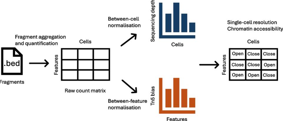 A hierarchical, count-based model highlights challenges in scATAC-seq ...