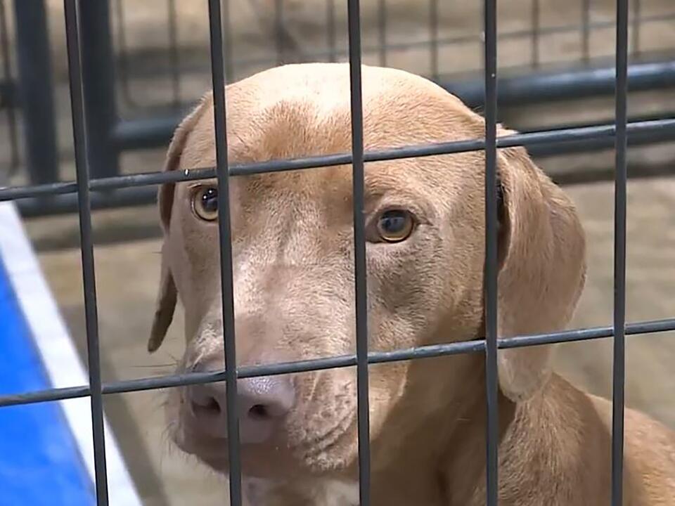 Rogers Animal Services offering free adoptions through July 31