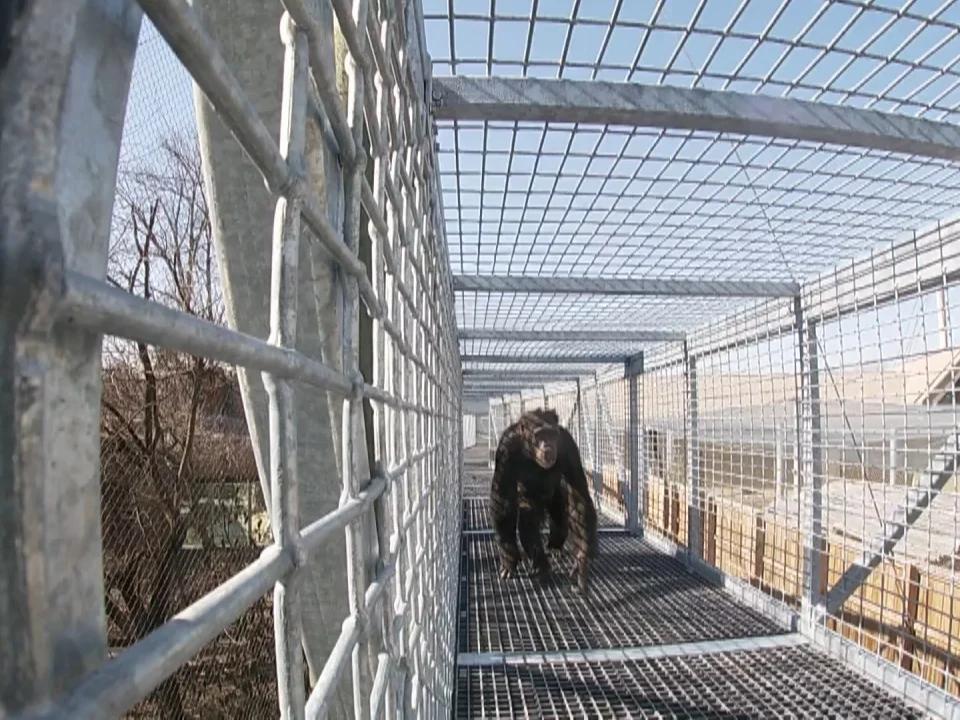 Indianapolis Zoo opening "biggest chimp habitat in the country" on ...