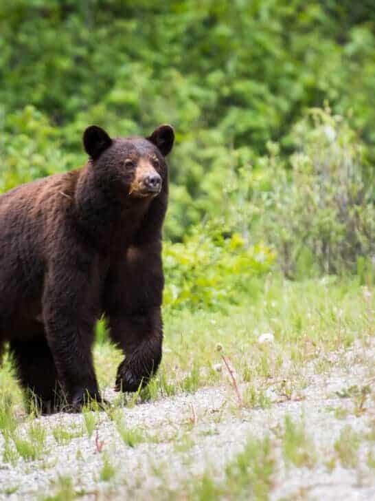 5 Best Places To See Black Bears Newsbreak