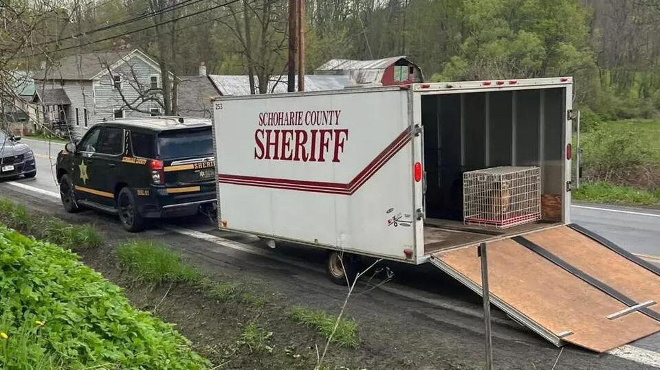 50+ Animals Rescued from Deplorable Home in Schoharie County - NewsBreak