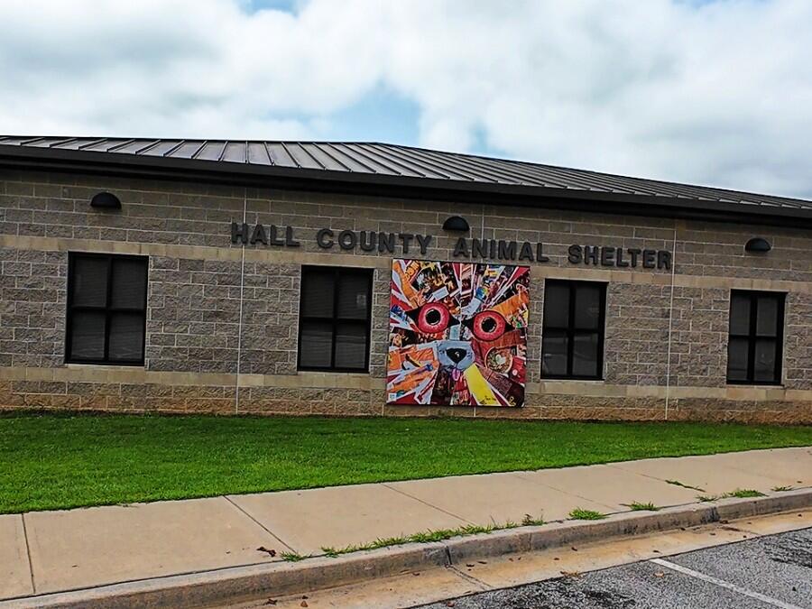 Hall Co. Animal Shelter issues 'urgent adoption notice' - NewsBreak