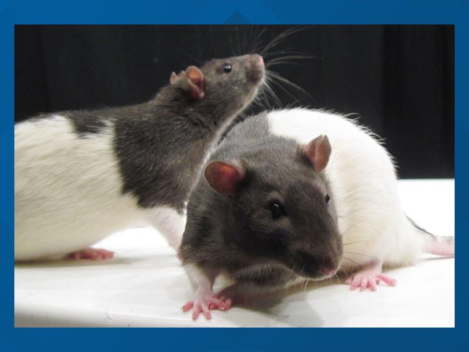Millersville University seeks to rehome 16 former lab rats