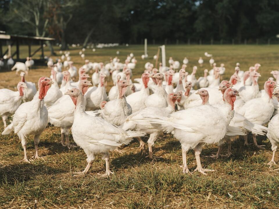 Home on the (Free) Range: A multi-generational farming family raises ...