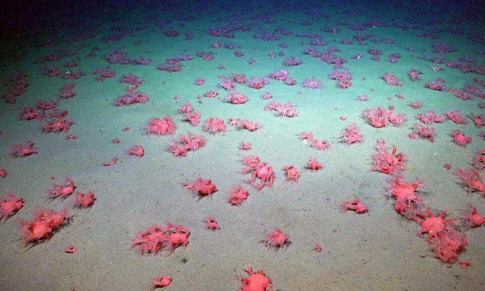 Barbie crabs, sea pigs, and 40 new species discovered in a giant ...