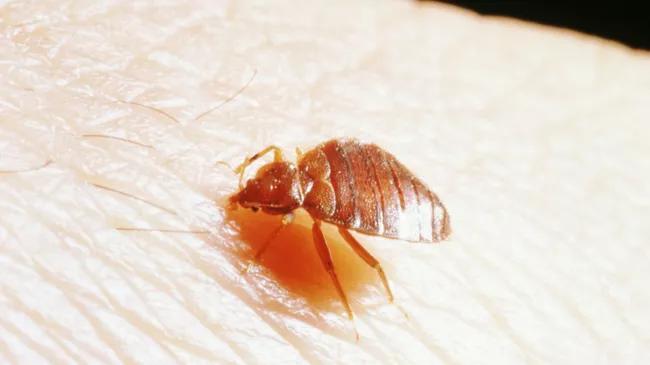 South Carolina City Named Among The 'Worst Cities For Bed Bugs' In The ...