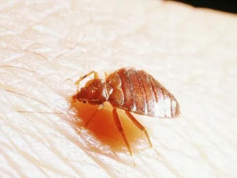 South Carolina City Named Among The 'Worst Cities For Bed Bugs' In The U.S.