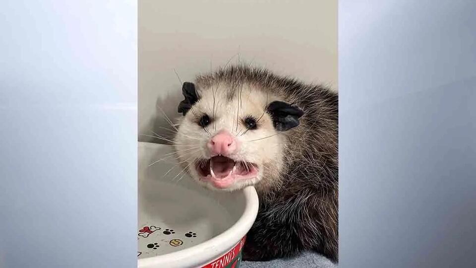 ‘Cake Bandit’ opossum goes viral after eating an entire Costco ...