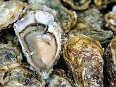 Fecal matter is causing problems for shellfish in Washington State
