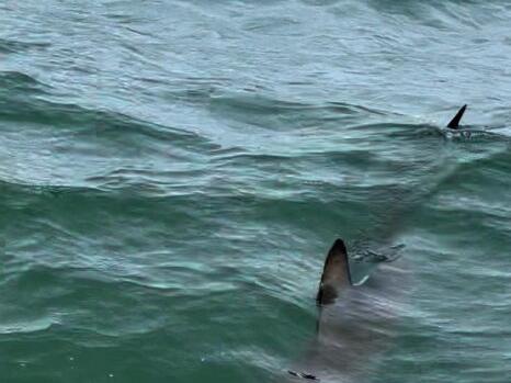 Look: Smooth hammerhead shark makes rare visit to Cape Cod