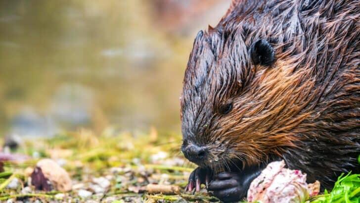 14 Species That Are Entire Ecosystems on Their Own - NewsBreak