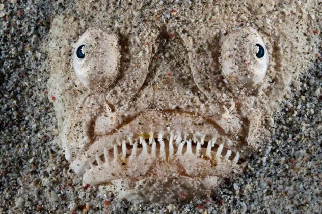 This 'terrifying' fish will give you nightmares - NewsBreak