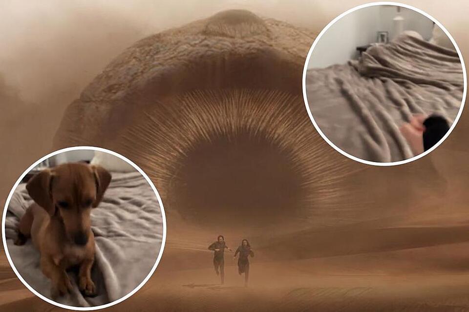 These Viral Pet Sandworm Videos Are the Cutest Memes to Come Out of ...