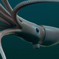Giant Squid Have Been Detected Living In Unexpected Waters For First ...