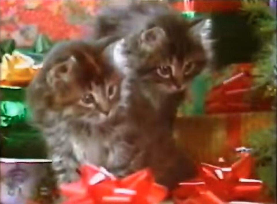 Bangor Savings Bank’s ‘Christmas Kittens’ Ad Turns 45 - NewsBreak