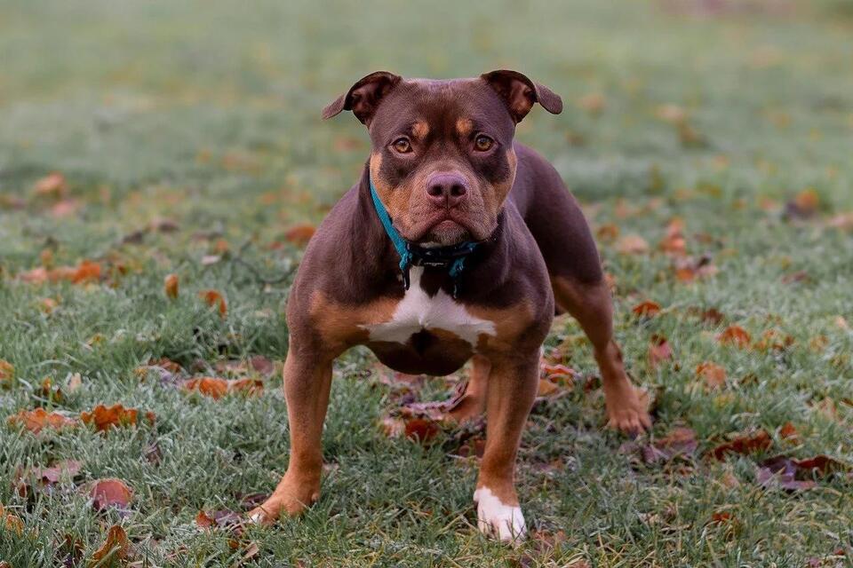 The 5 American Bully Breeds (And 10 Things That Set Them Apart) - NewsBreak
