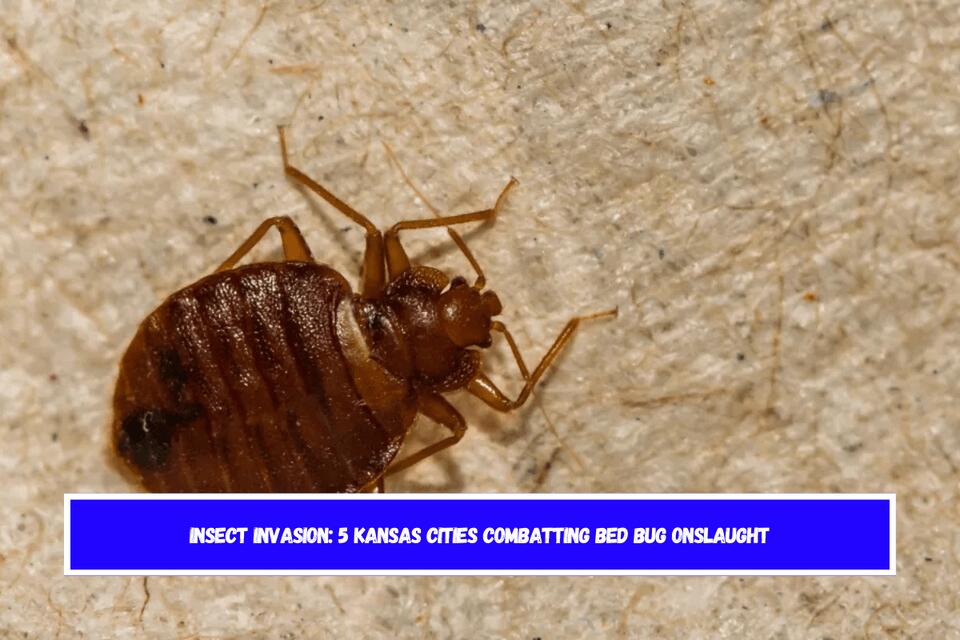 Insect Invasion: 5 Kansas Cities Combatting Bed Bug Onslaught - NewsBreak