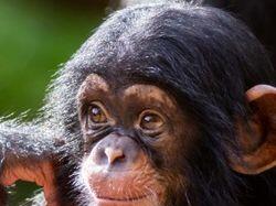 Human And Chimp DNA Is 98.8 Percent Identical – So How Are We So Different?