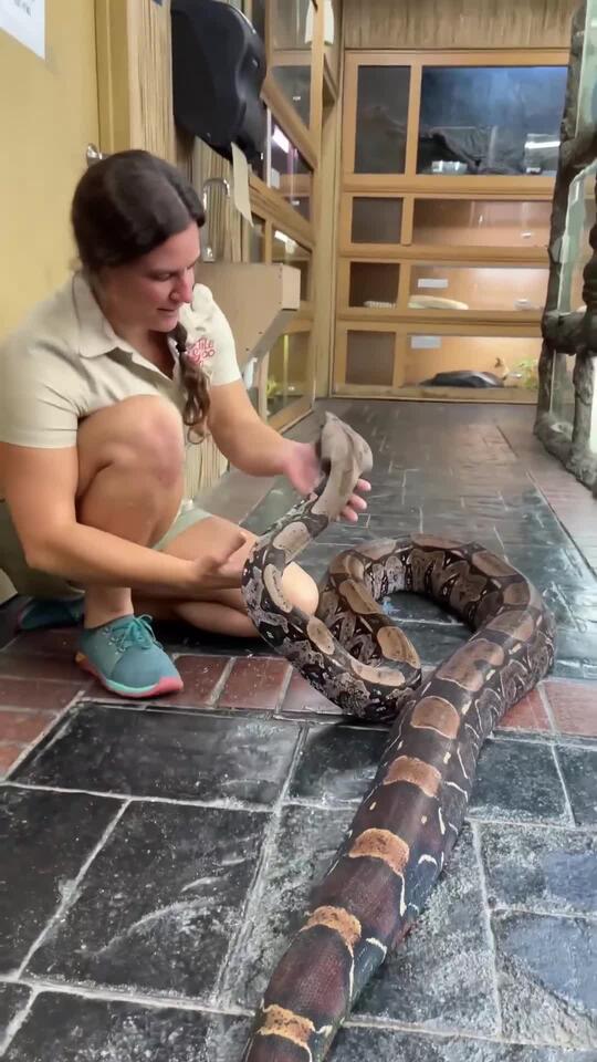 This gorgeous boa just ate her dinner it takes Snakes days to digest their food. There is a lot ...
